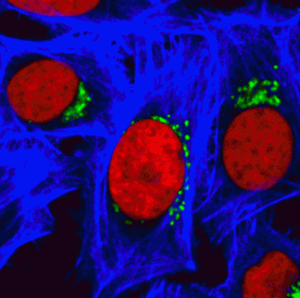 RedDot™2 Far-Red Nuclear Stain, 200X in DMSO - Biotium