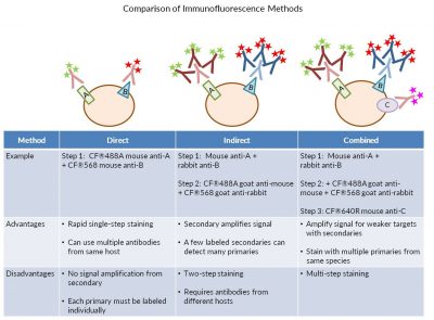 Considerations for Immunofluorescence Staining - Biotium