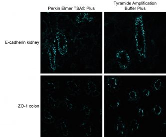 Tyramide Amplification Buffer Plus - Biotium