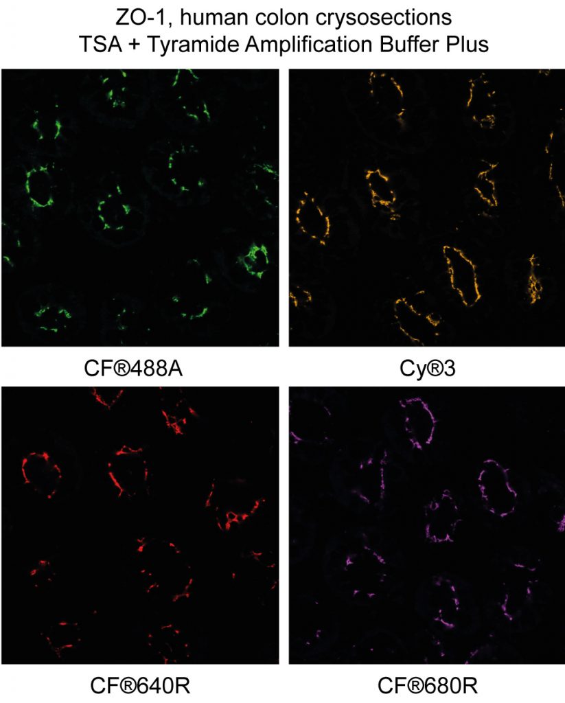 Tyramide Amplification Buffer Plus - Biotium