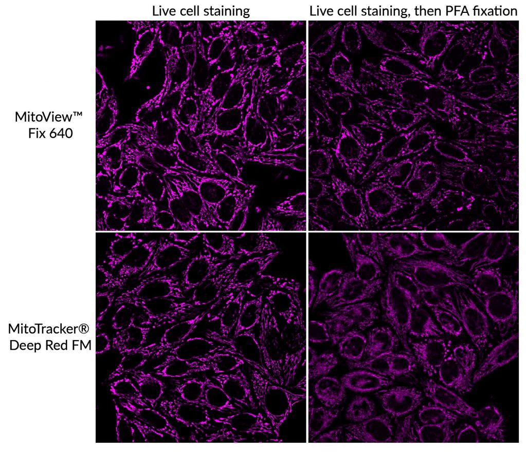 MitoView™ Fix 640 - Biotium