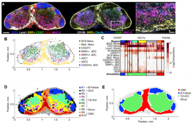 Seeing More and Brighter Colors with Tyramide Signal Amplification ...