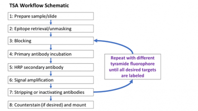 Seeing More and Brighter Colors with Tyramide Signal Amplification ...