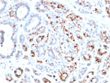 GATA-3 Monoclonal Mouse Antibody (GATA3/2444) - Biotium