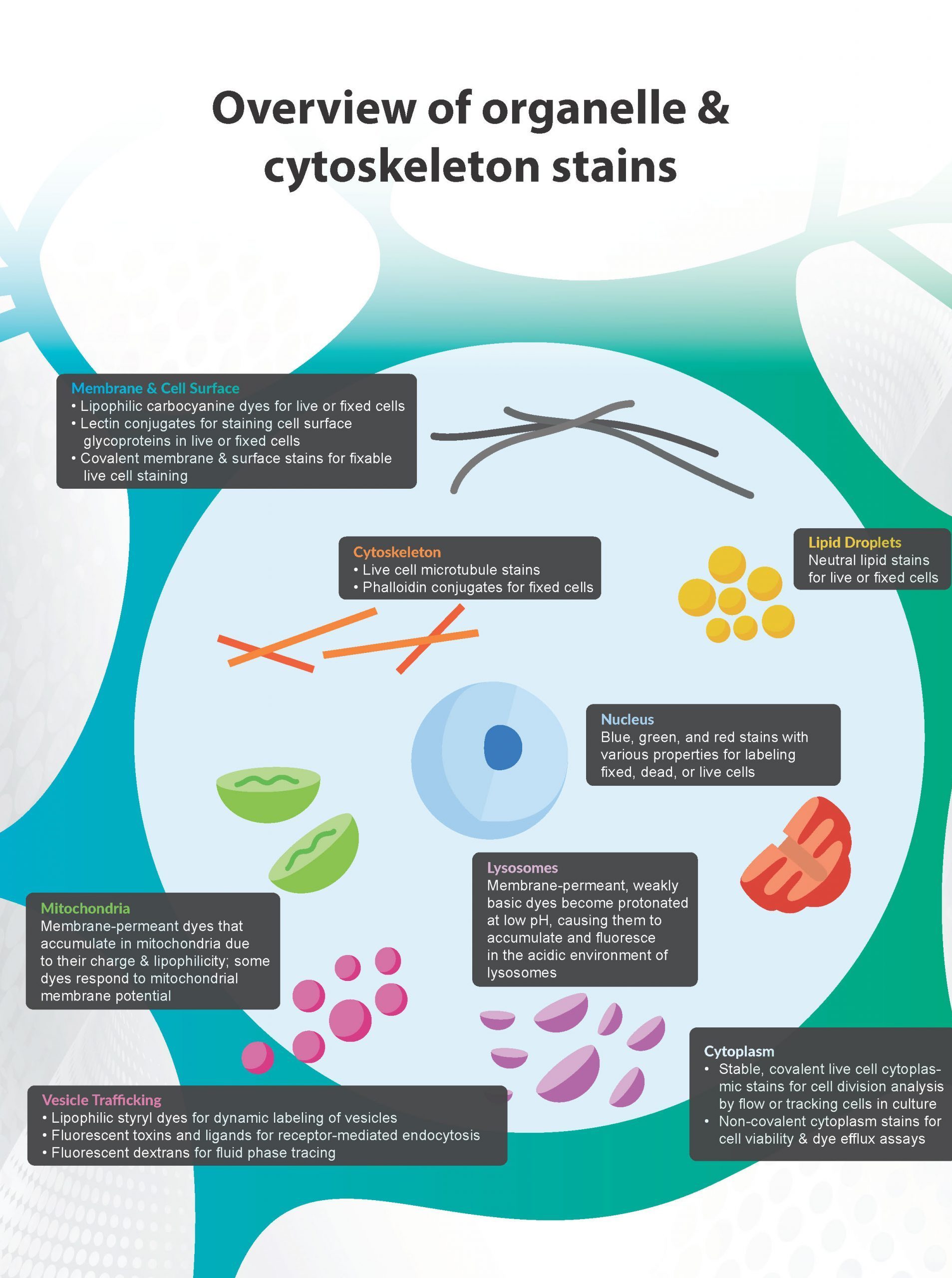 Cellular Stains Selection Guide - Biotium