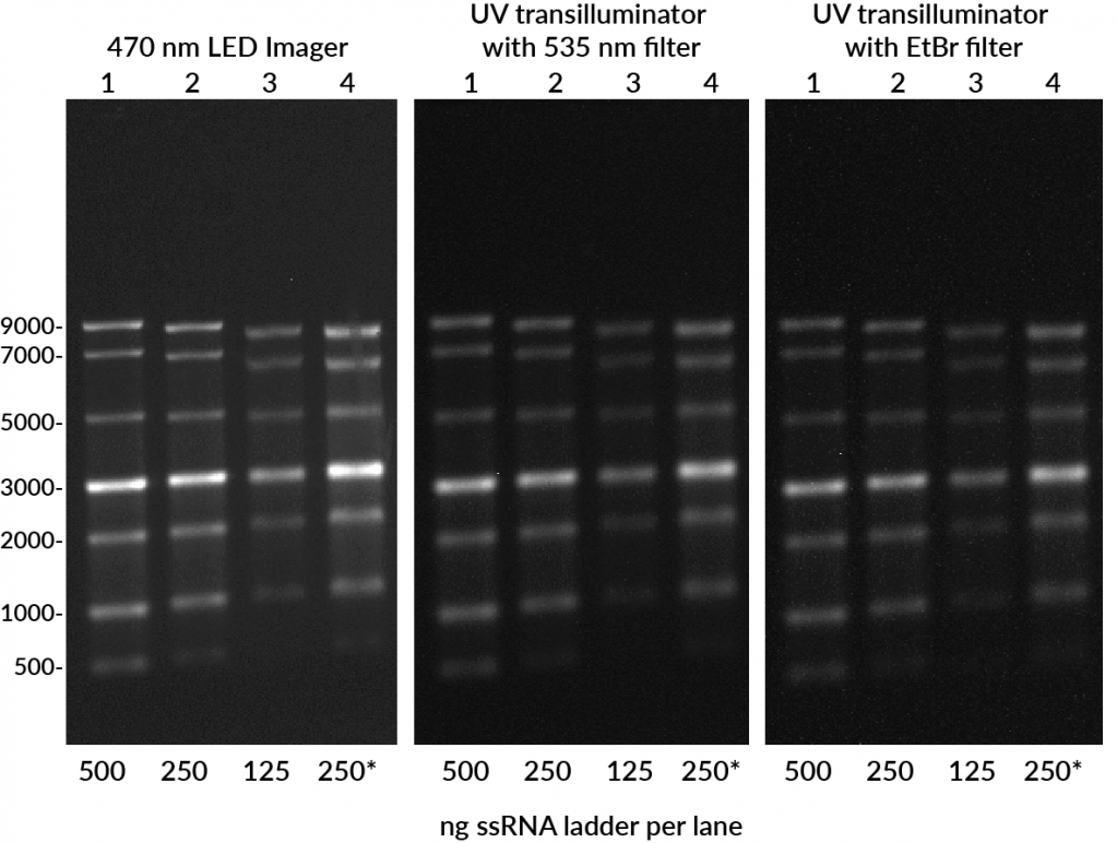 EMBER500™ RNA Prestain Loading Dye - Biotium
