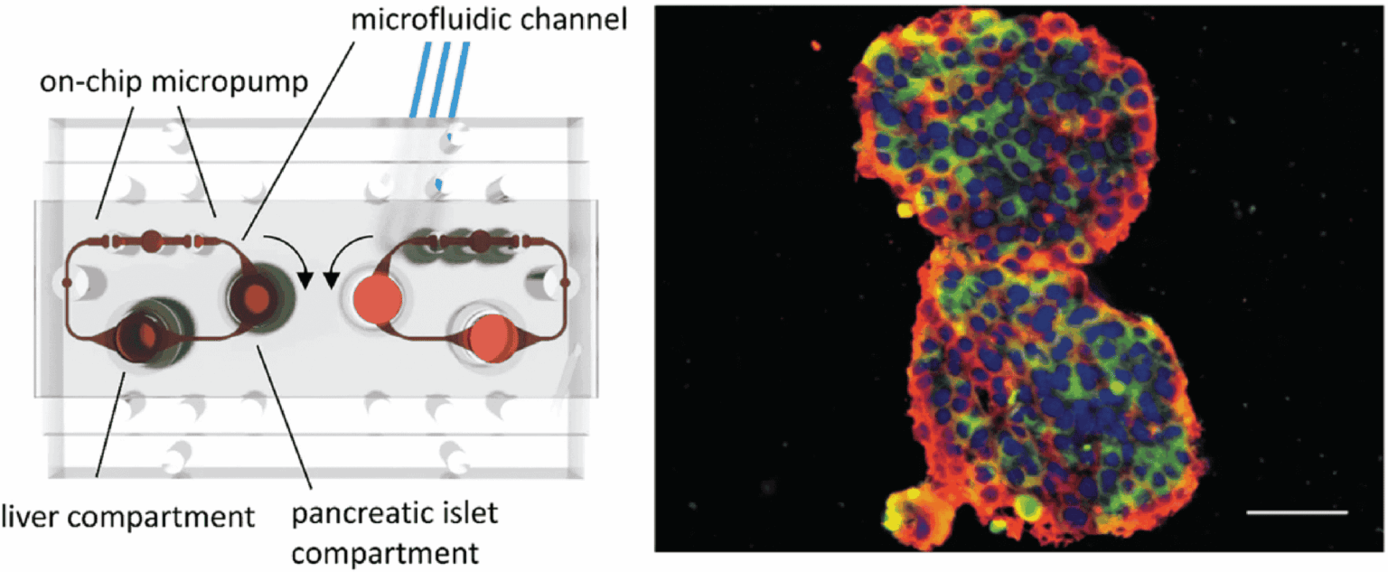 Scaling Down to Go Big: An Overview of the Lab-on-a-Chip - Biotium