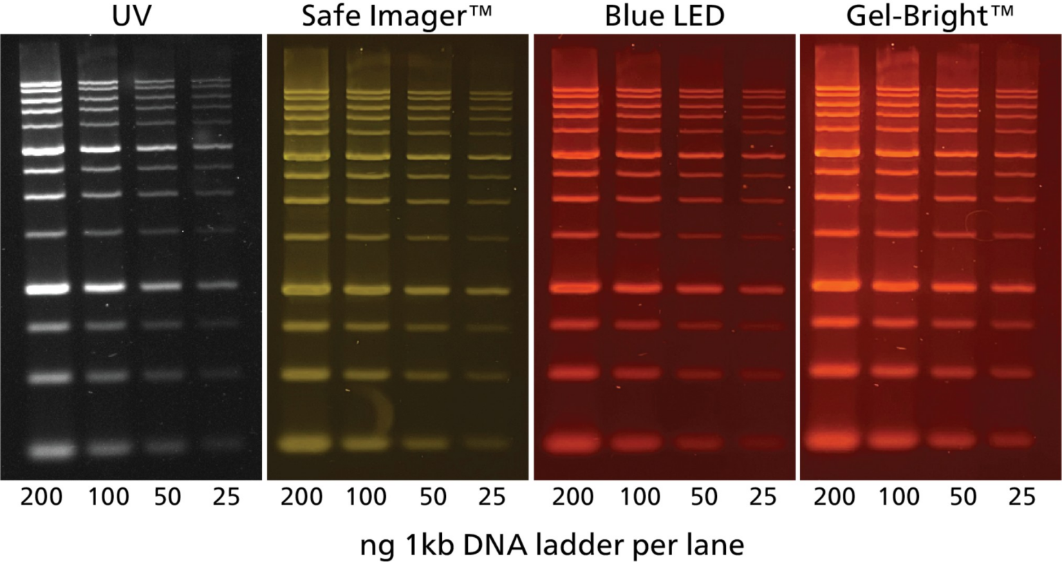 Gel-Bright™ Laser Diode Gel Illuminator - Biotium