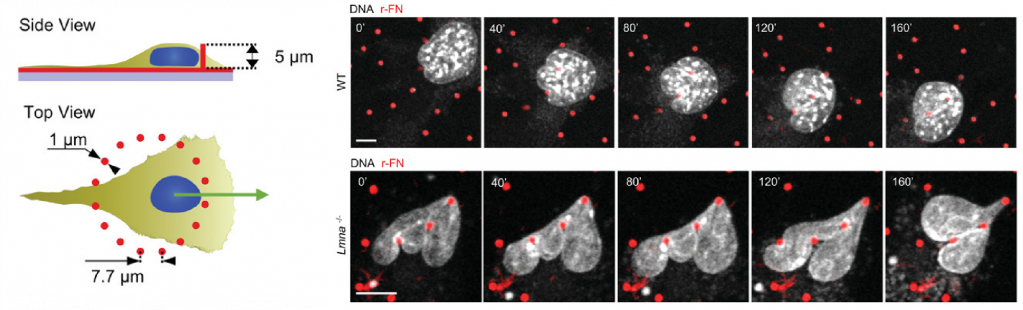 Nuclei bypass intercellular obstacles by deforming around them with deep local invaginations ...