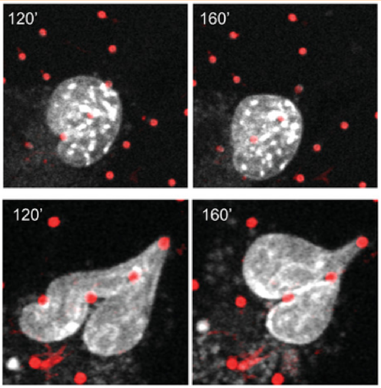 Nuclei bypass intercellular obstacles by deforming around them with deep local invaginations ...