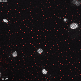NucSpot® Live Cell Nuclear Stains - Biotium