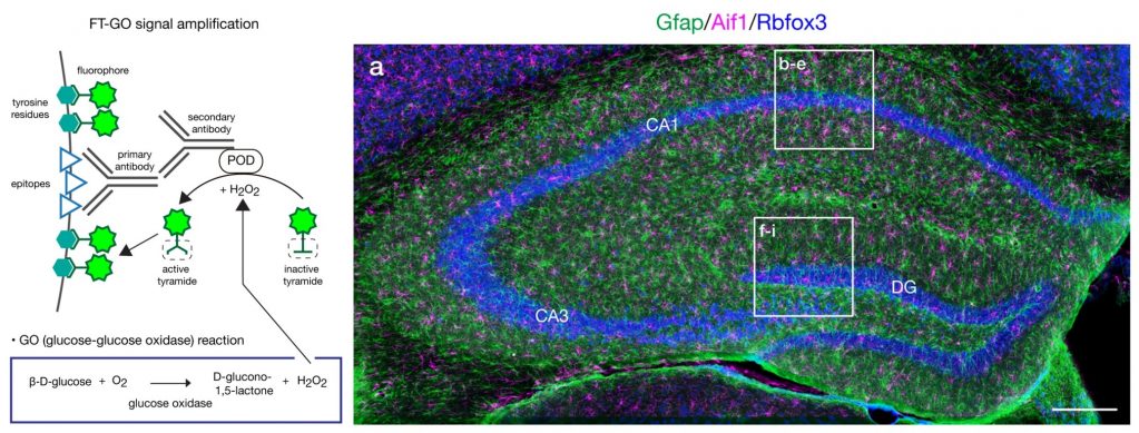 Glucose oxidase-dependent deposition of fluorochromized tyramide (FT-GO ...