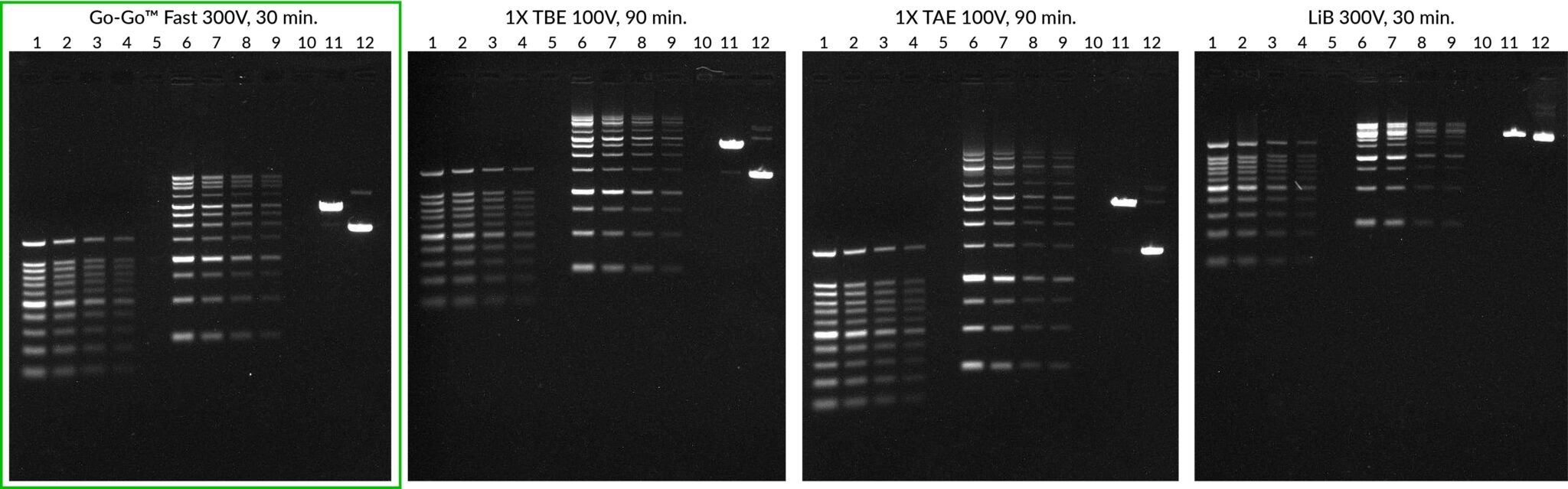 Go-Go™ Fast DNA Gel Running Buffer, 50X - Biotium
