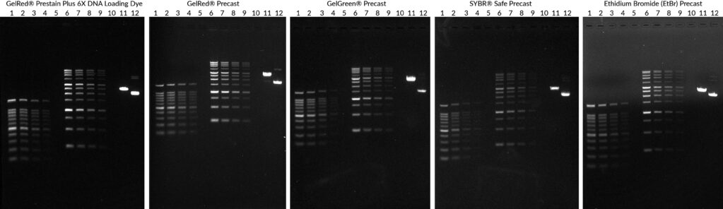 Go-Go™ Fast DNA Gel Running Buffer, 50X - Biotium