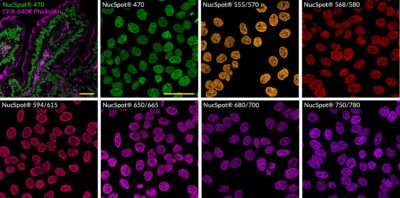 Nuclear Stains - Biotium