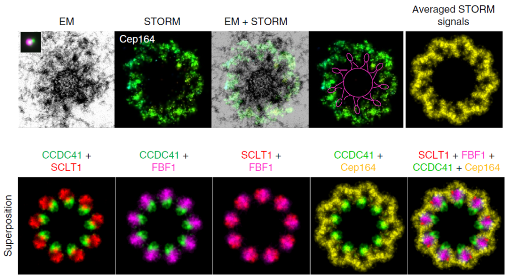 High-resolution characterization of centriole morphology, dynamics, and ...