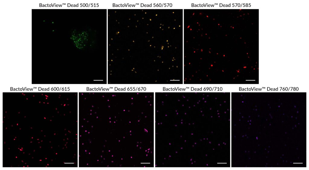 BactoView™ Dead Stains - Biotium