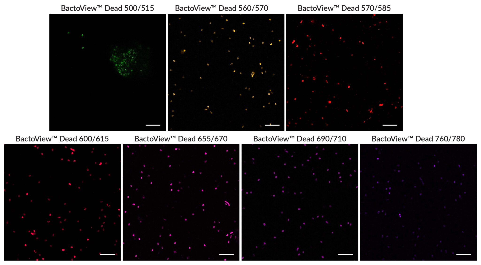BactoView™ Dead Stains - Biotium