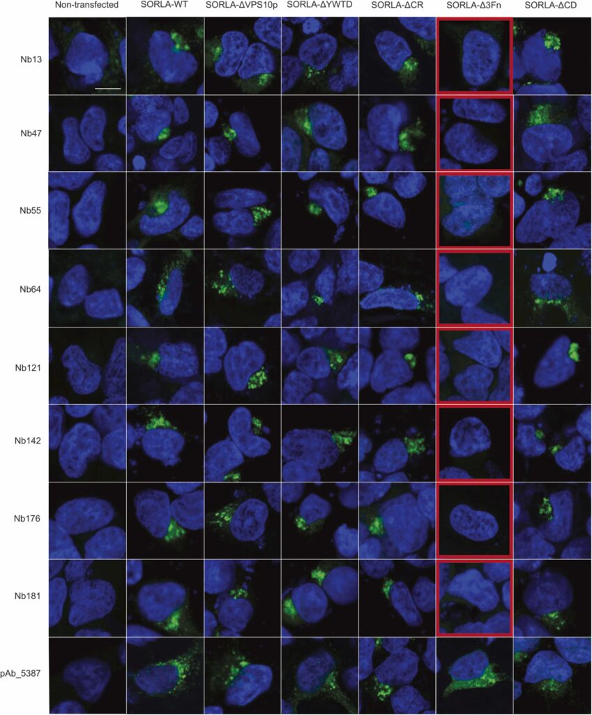 Mix-n-Stain™ labeling used in epitope mapping of novel NANOBODIES® for ...