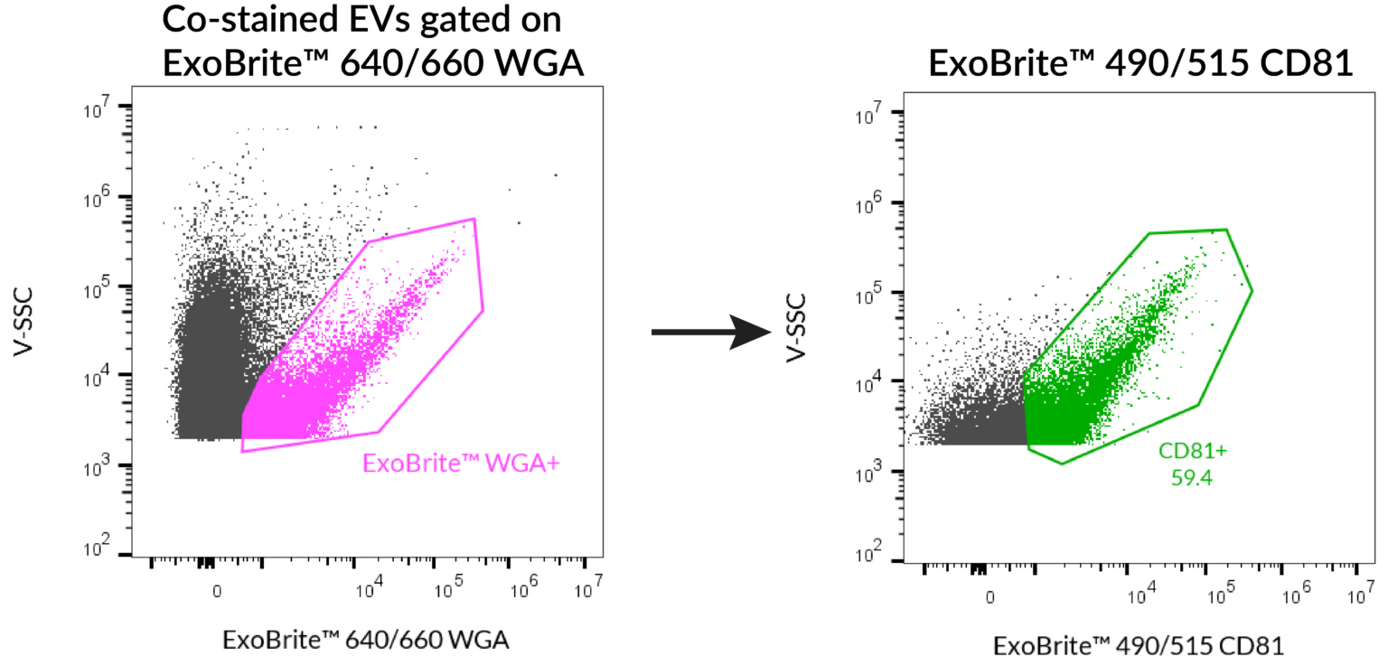 ExoBrite™ WGA EV Staining Kits - Biotium
