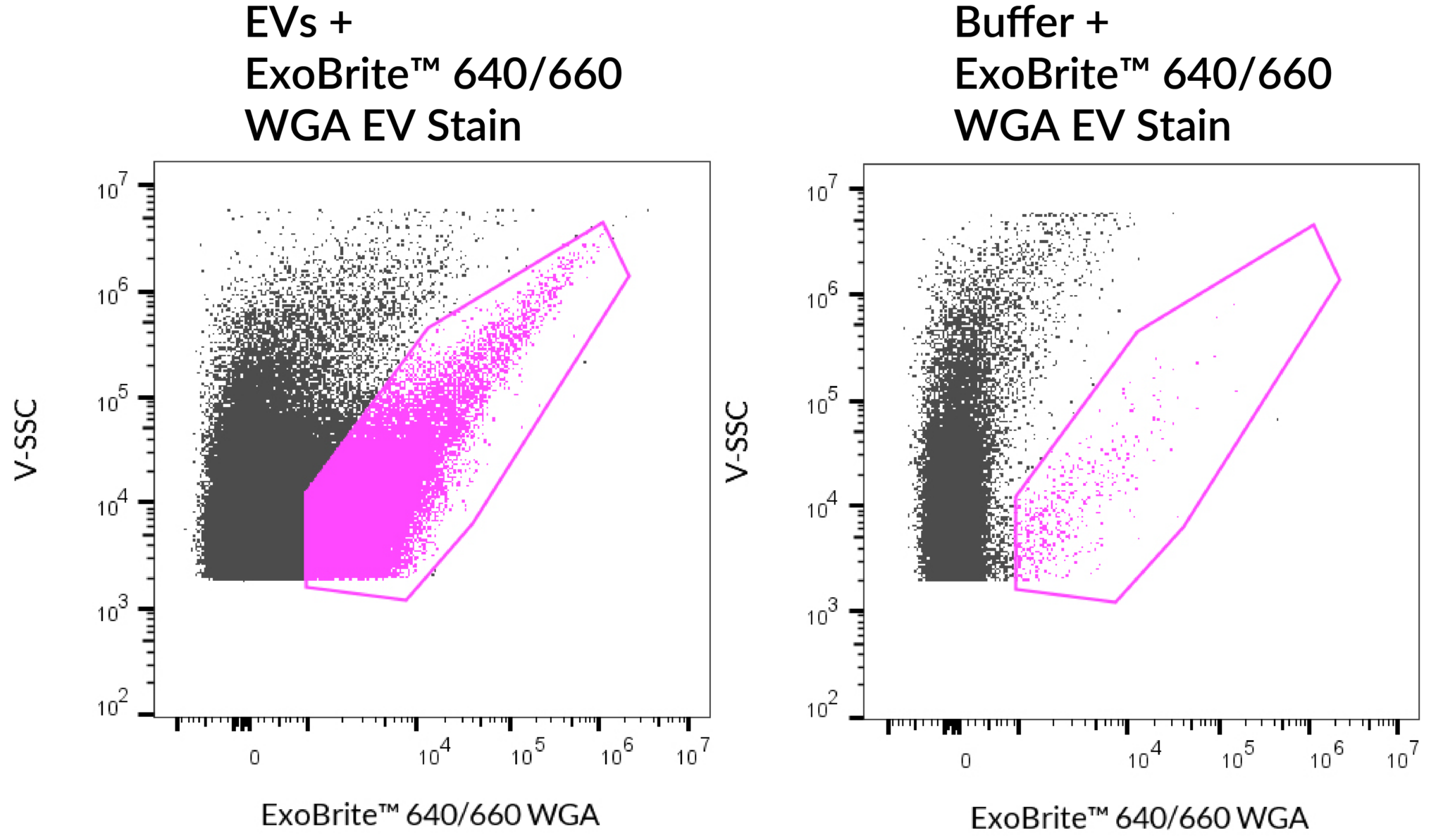 ExoBrite™ WGA EV Staining Kits - Biotium
