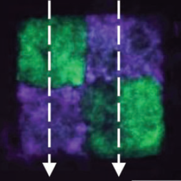 Post-Printing Modifications in 3D Bioprinting using Clickable Bioinks - Biotium