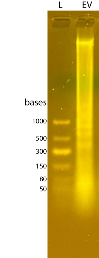 ExoBrite™ EV Total RNA Isolation Kit - Biotium