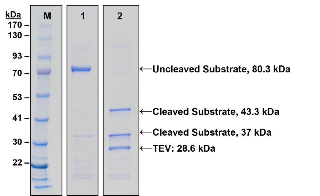 TEV Protease Kit - Biotium