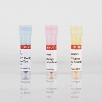 CellBrite® Steady Membrane Staining Kits - Biotium