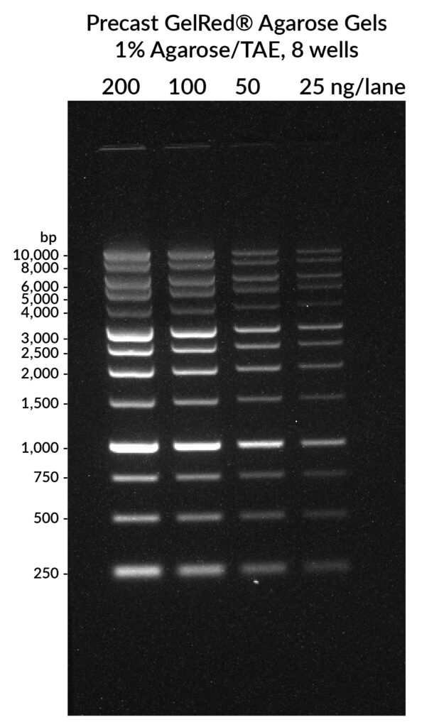 Precast GelRed® Agarose Gels, 1% Agarose/TAE - Biotium
