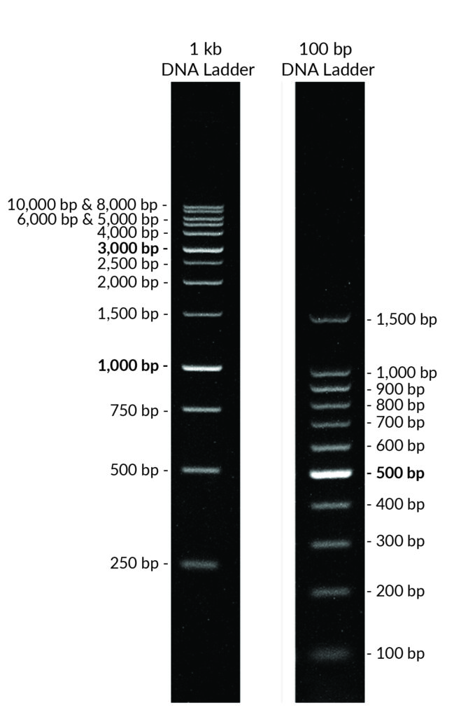 1 kb DNA Ladder, Ready-to-Load - Biotium