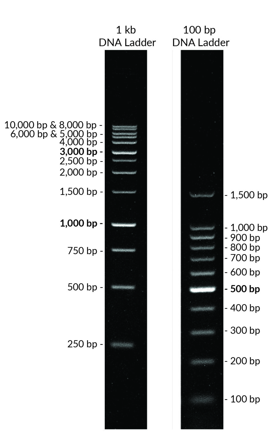 100 bp DNA Ladder, Ready-to-Load - Biotium