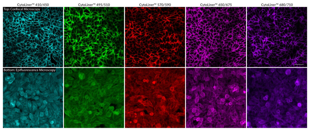 CytoLiner™ Fixed Cell Membrane Stains - Biotium