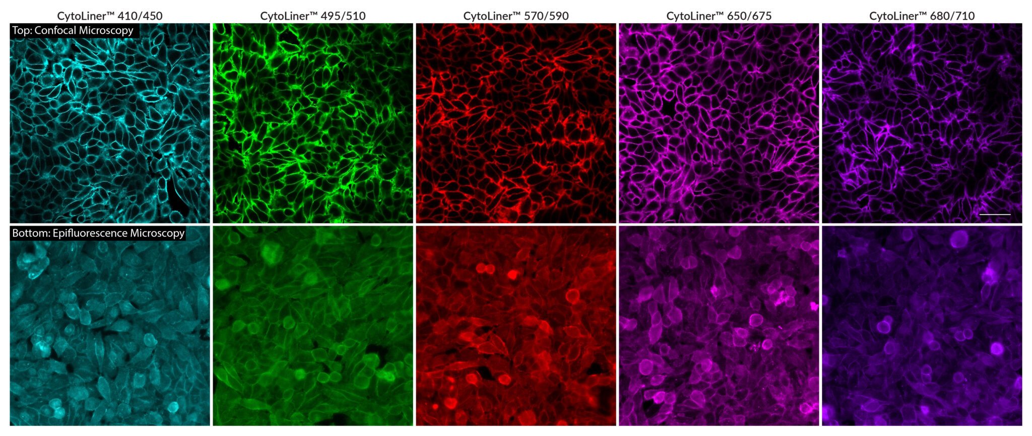 CytoLiner™ Fixed Cell Membrane Stains - Biotium