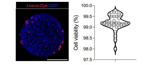 Intraocular liver spheroids for non-invasive high-resolution in vivo ...