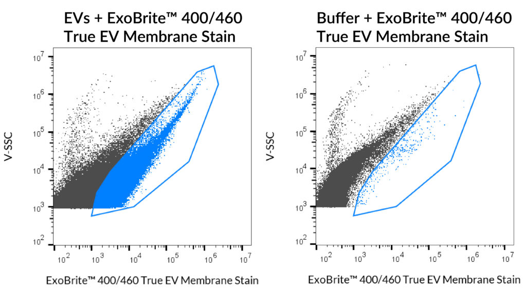 ExoBrite™ True EV Membrane Stains - Biotium