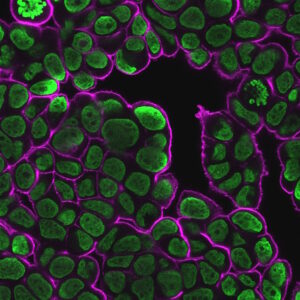 Fluorescent Cell Stains for Organelles & Cellular Structures | Biotium