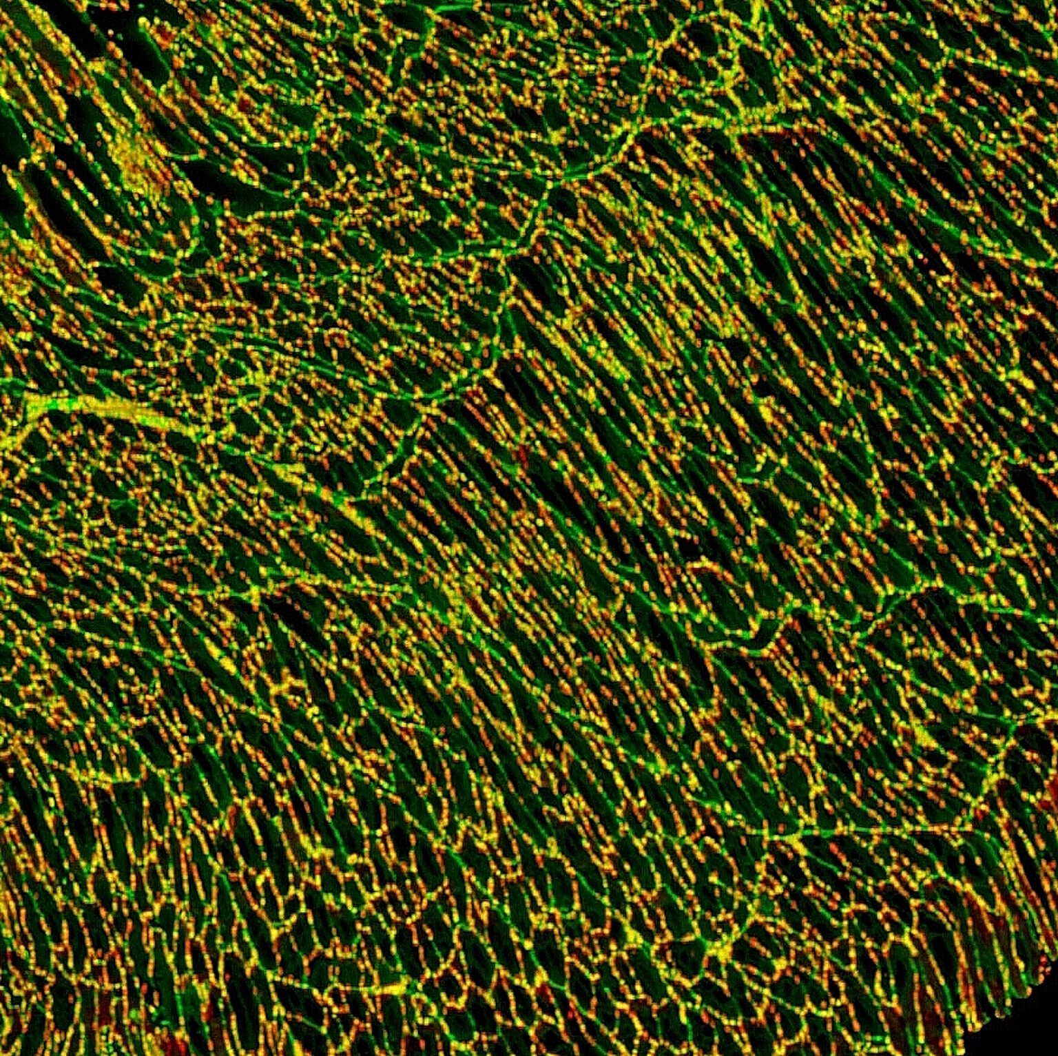 Wheat Germ Agglutinin (WGA) Conjugates - Biotium