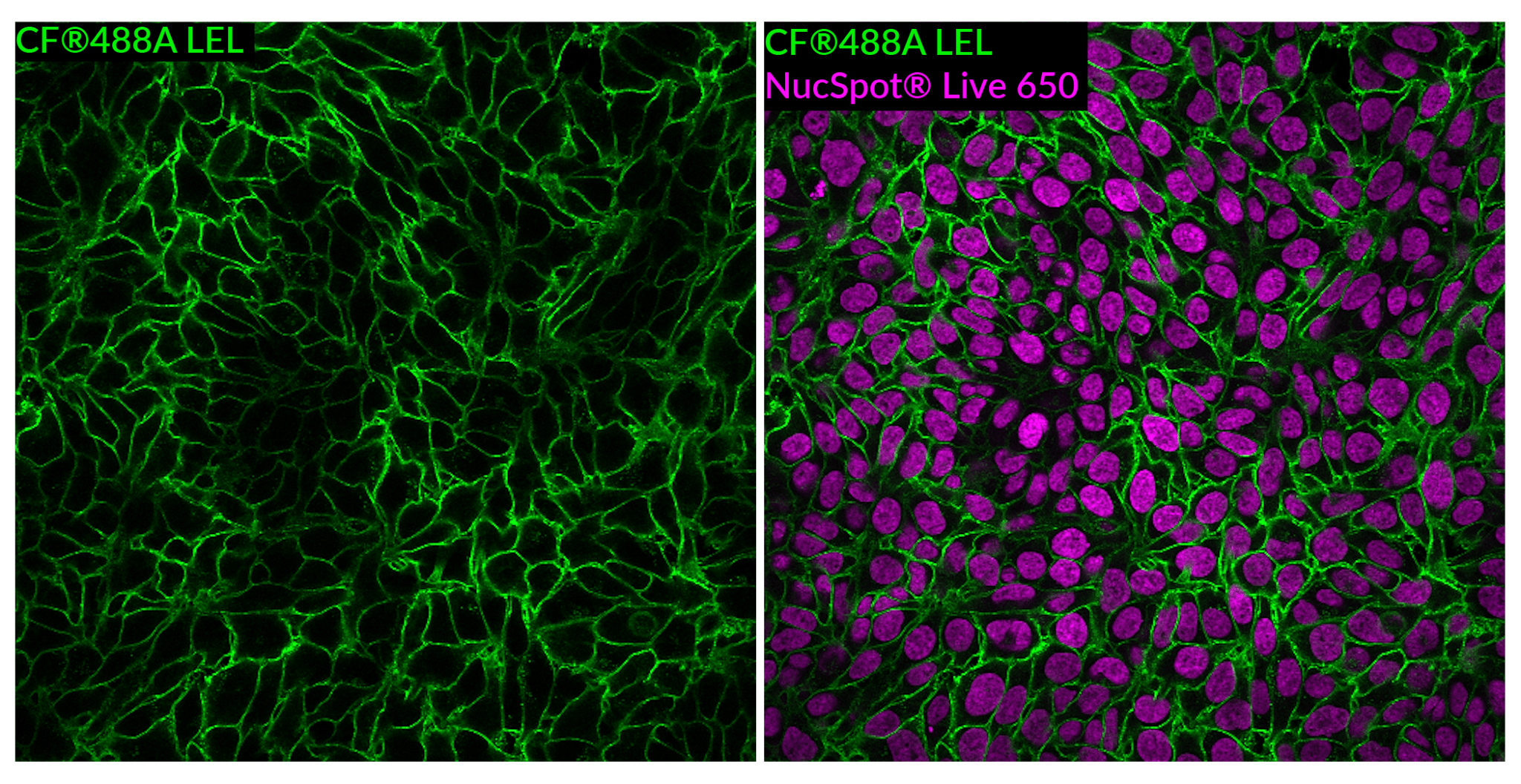 Lycopersicon Esculentum (Tomato) Lectin (LEL, TL) Conjugates - Biotium