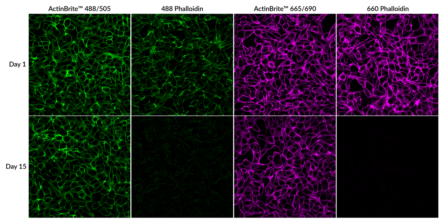 Fluorescent Cell Stains for Organelles & Cellular Structures | Biotium