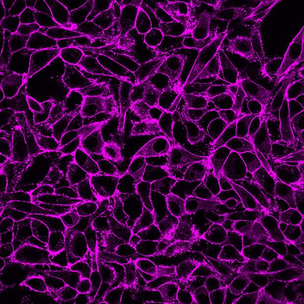 Biotium Launches New Phalloidin Conjugates with Extended F-actin ...