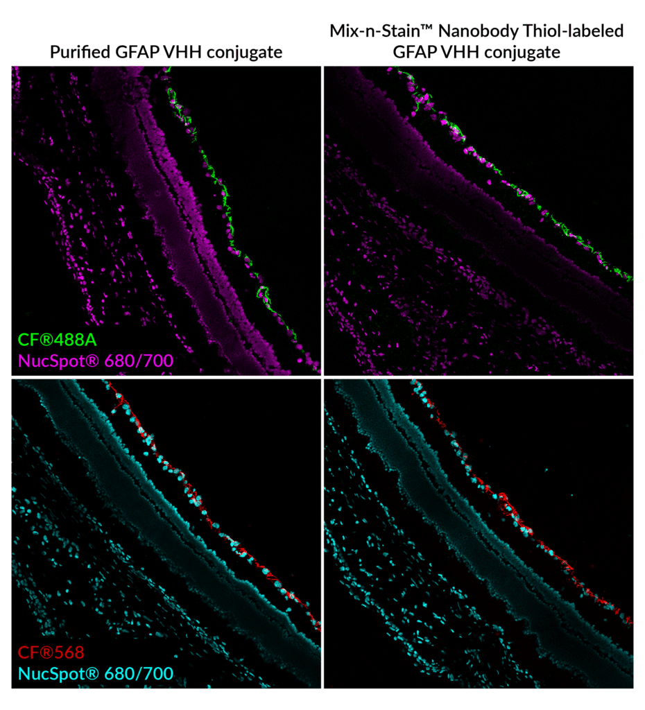 Mix-n-Stain™ Nanobody Thiol Labeling Kits - Biotium