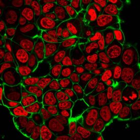 Nuclear Stains - Biotium
