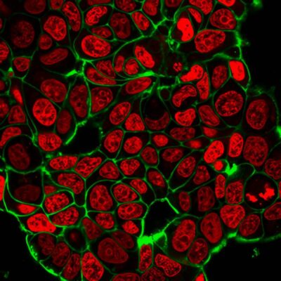 Nuclear Stains - Biotium