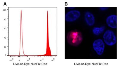 Nuclear Stains - Biotium