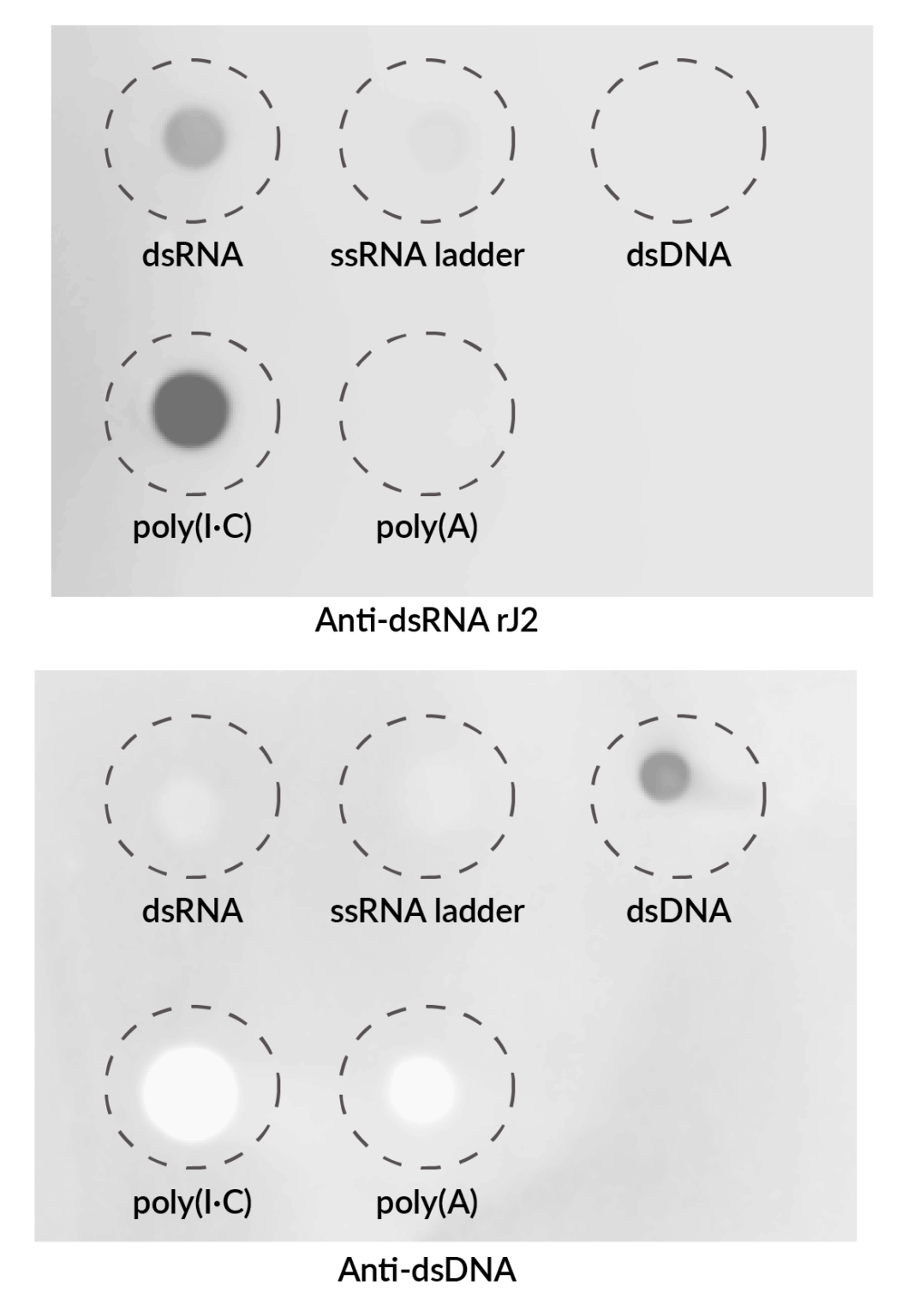 dsRNA Recombinant Monoclonal Mouse Antibody (rJ2), Lyophilized ...
