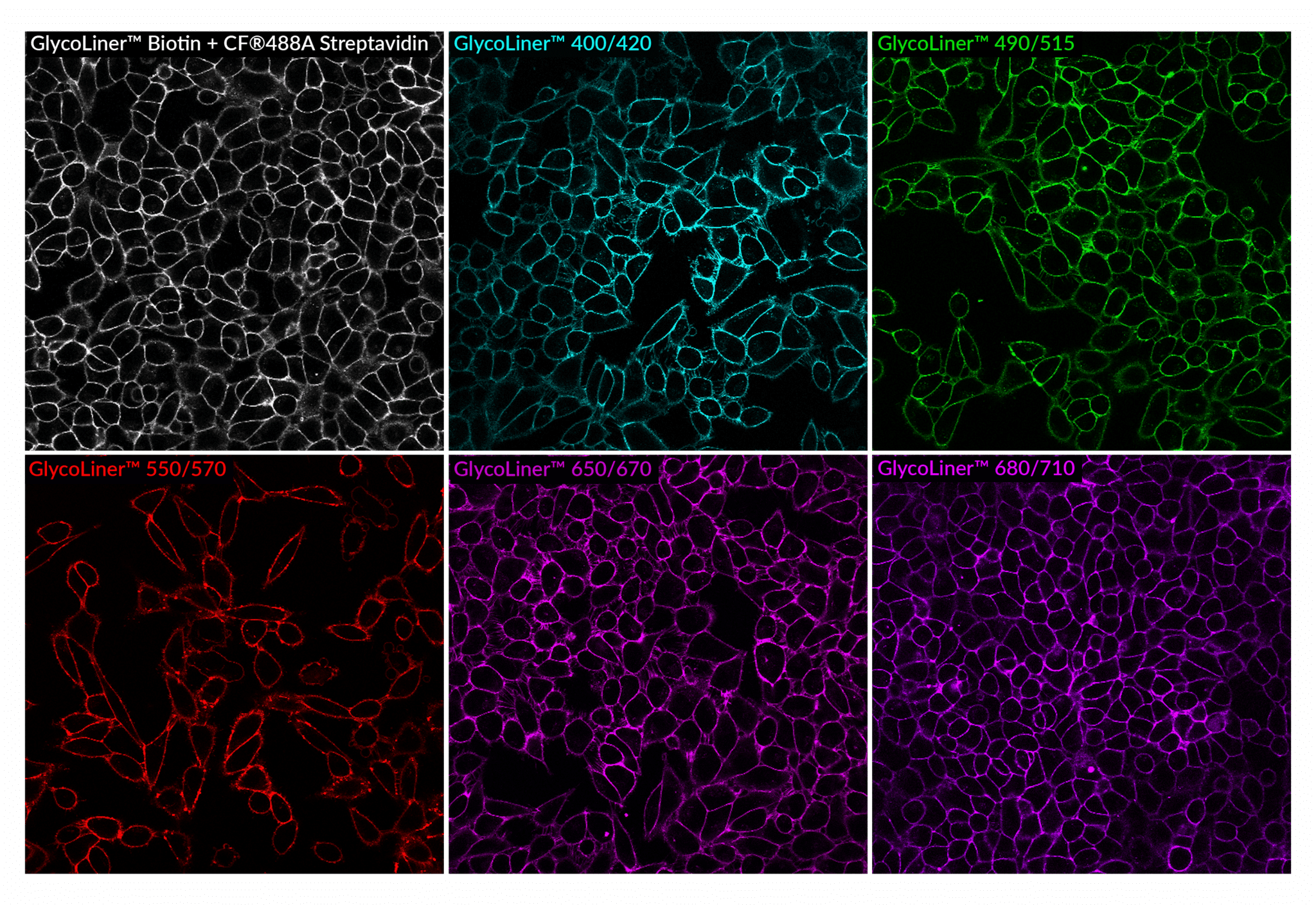 Fluorescent Cell Stains for Organelles & Cellular Structures | Biotium