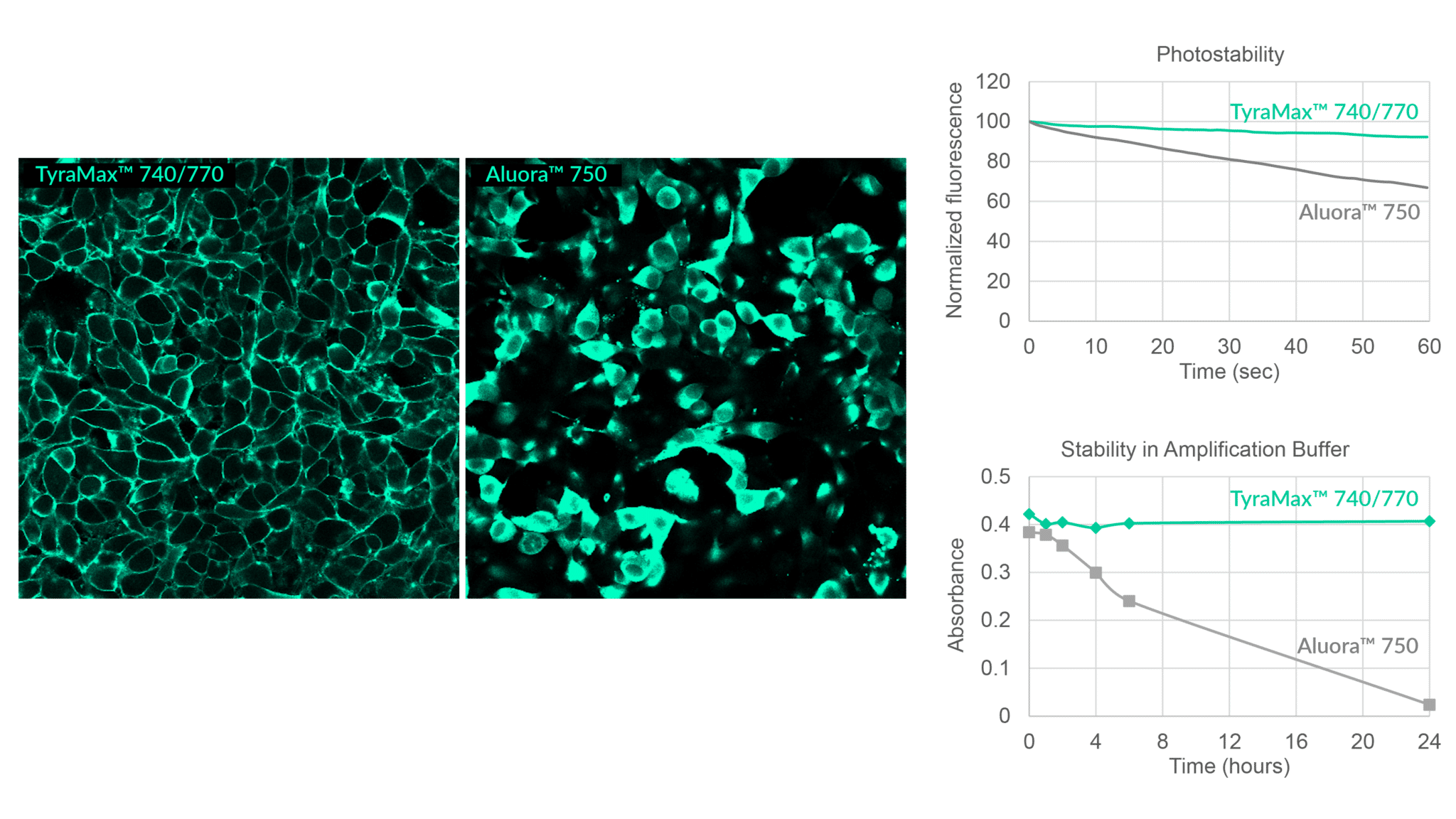 Biotium Expands Tyramide Signal Amplification Portfolio with Brighter and More Stable Dyes for ...