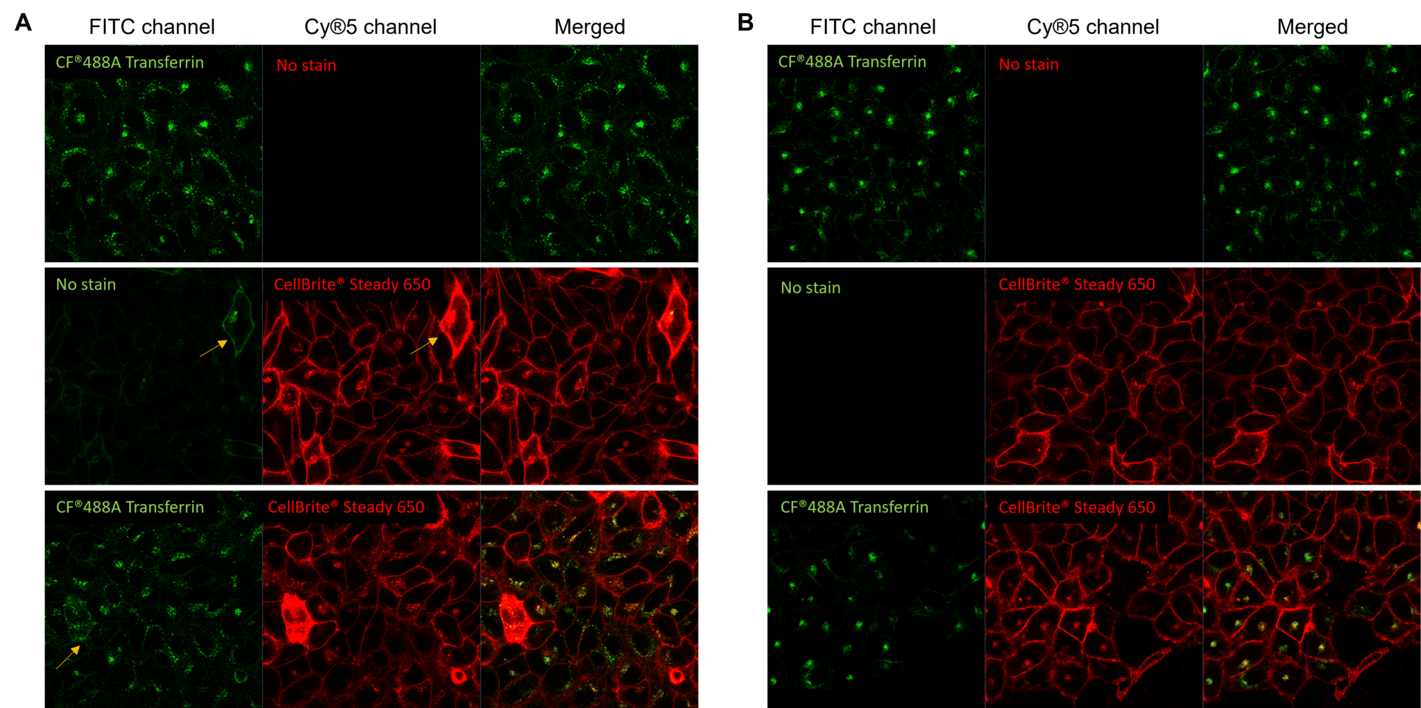 Tech Tip: Fluorescence Bleed-Through and Cross-Talk - Biotium